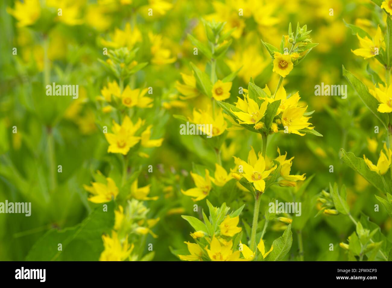 Yellow Loosestrife High Resolution Stock Photography and Images - Alamy