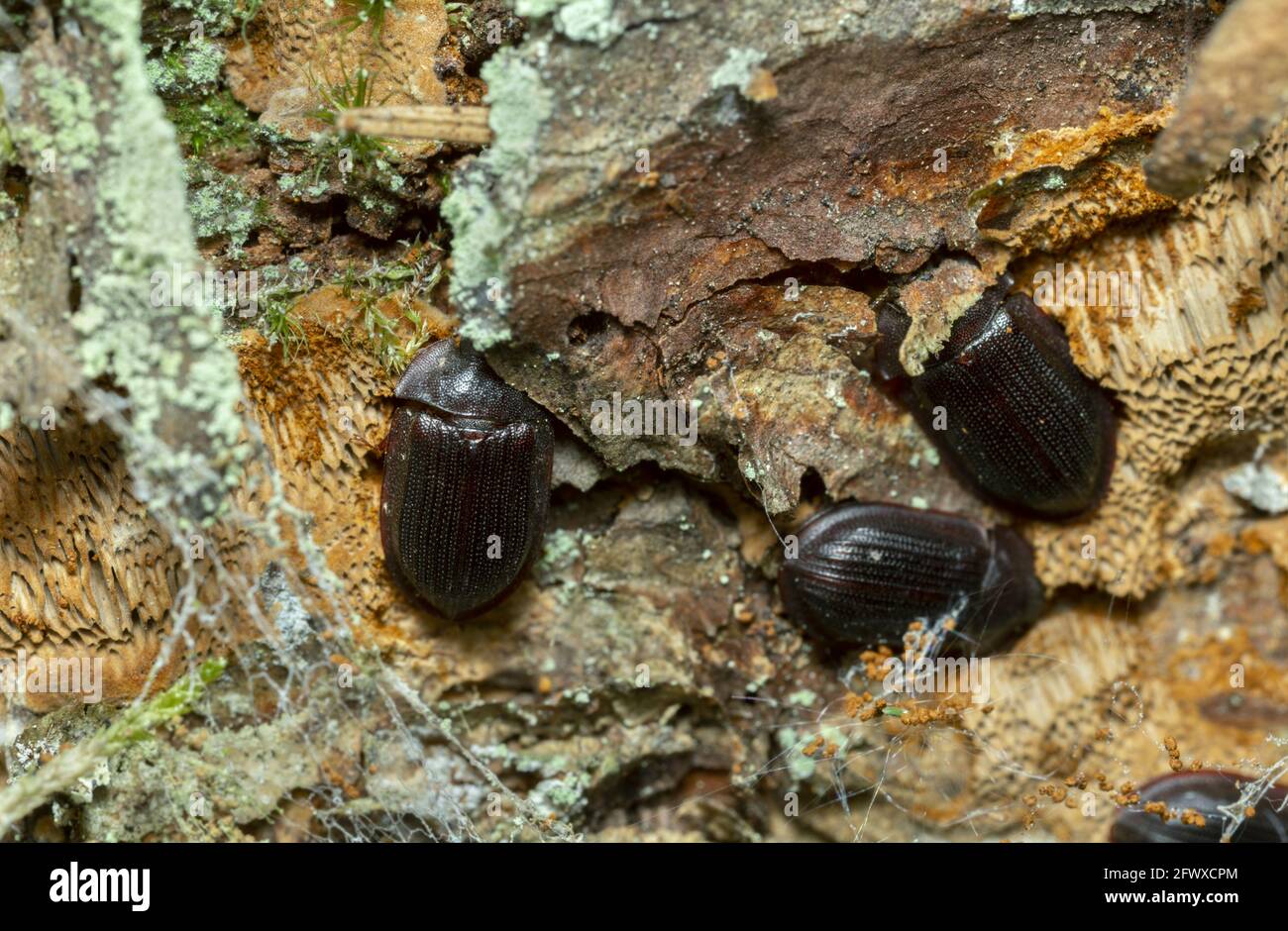 Fungus beetles hi-res stock photography and images - Alamy