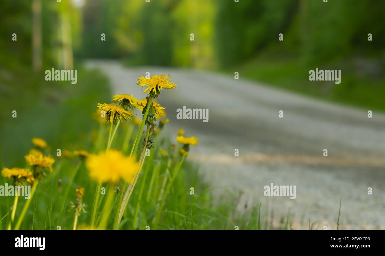 Blooming dandelion plant, the flowers of this plant can be used in ...