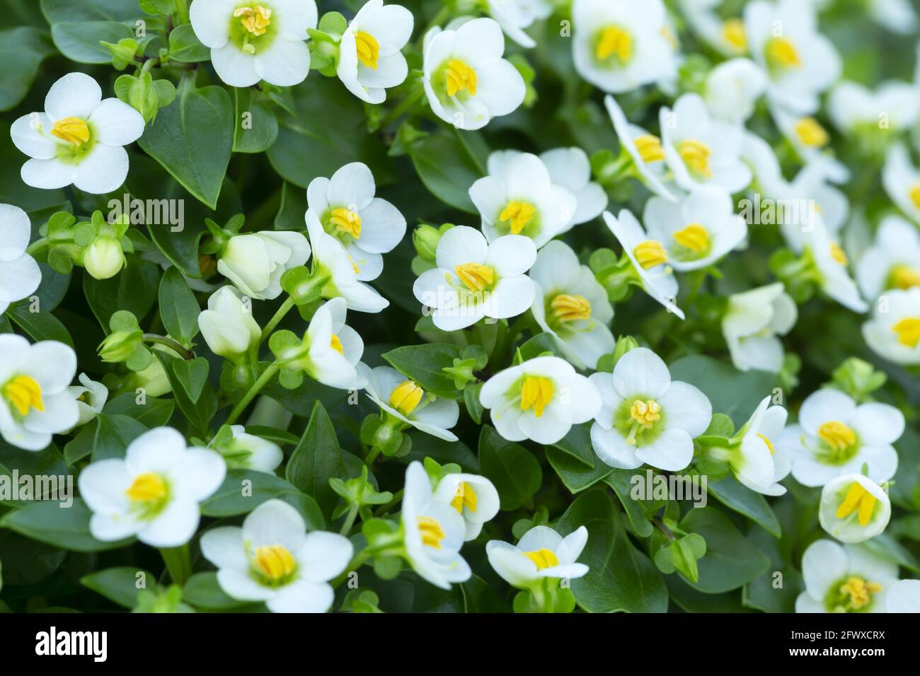 Persian violet exacum affine hi-res stock photography and images - Alamy