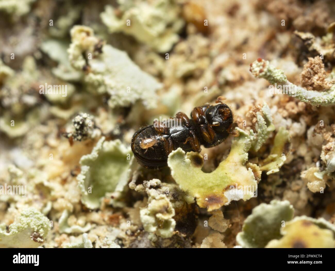 Underside of a bark beetle with a parasite Stock Photo - Alamy