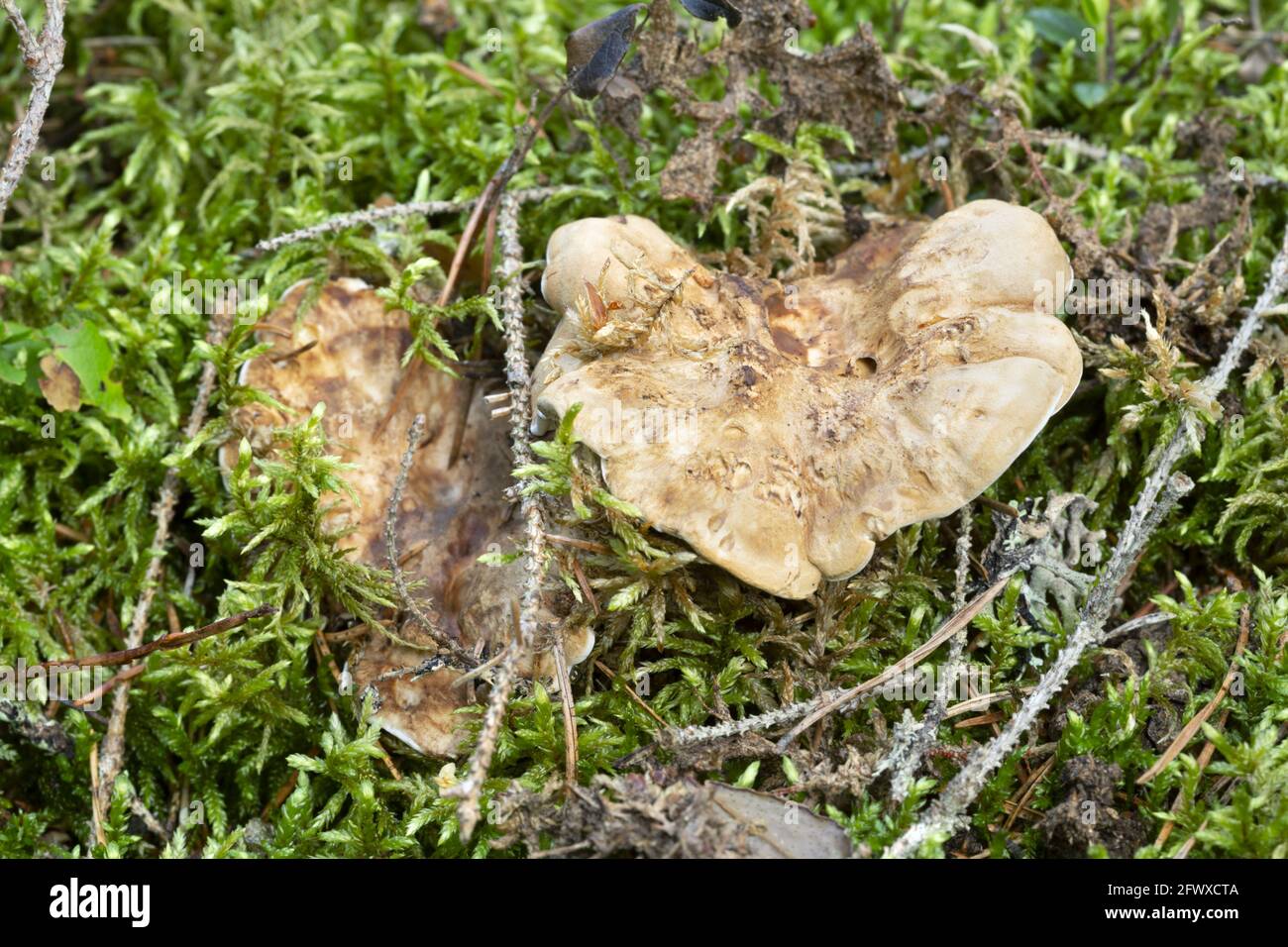 Tooth fungus, Hydnellum fennicum growing among moss Stock Photo - Alamy