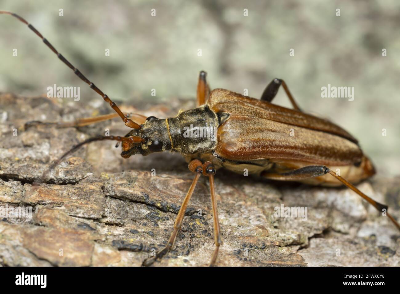 Macro photo of a female Variable longhorn, Stenocorus meridianus on ...