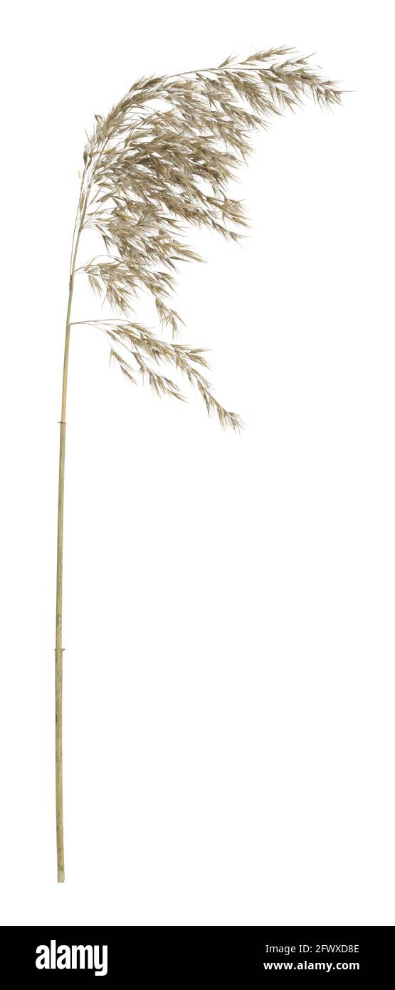 Reed isolated on white background Stock Photo - Alamy