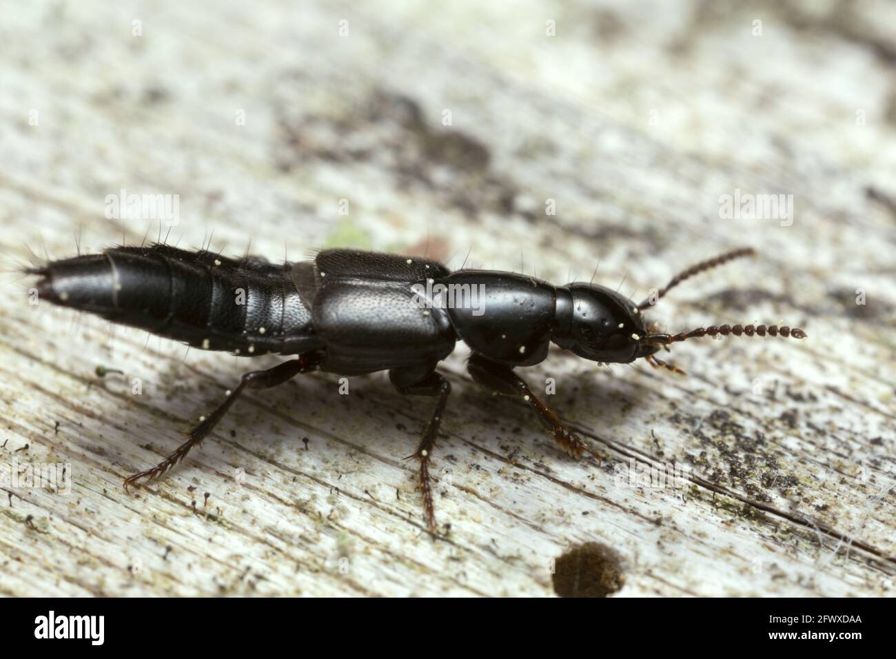 Rove beetle predator insect hi-res stock photography and images - Alamy
