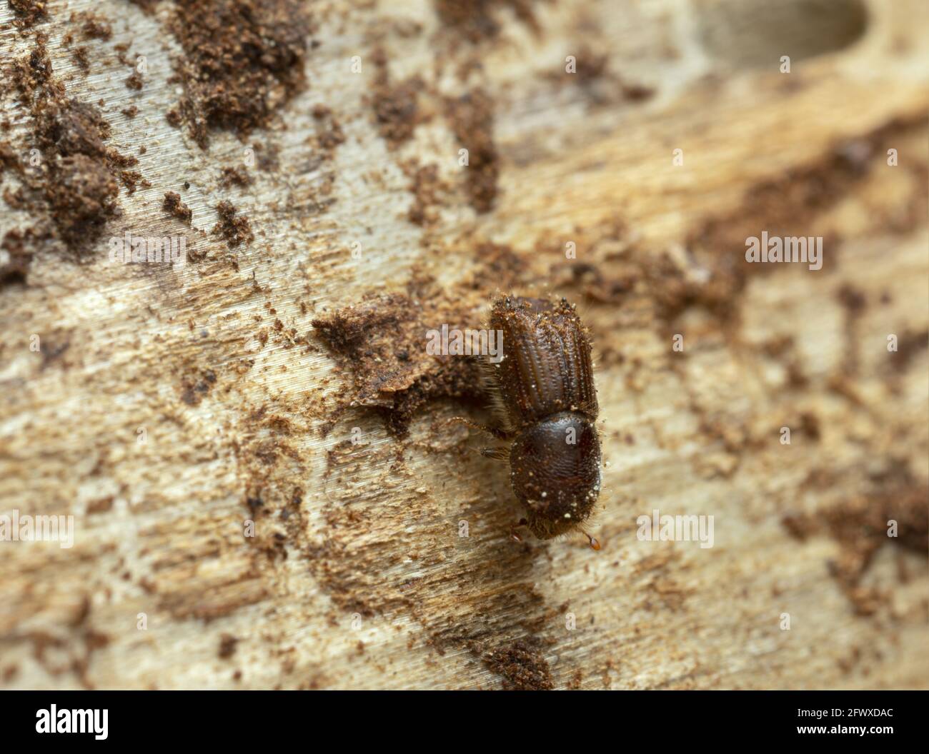 Spruce bark beetle hi-res stock photography and images - Alamy