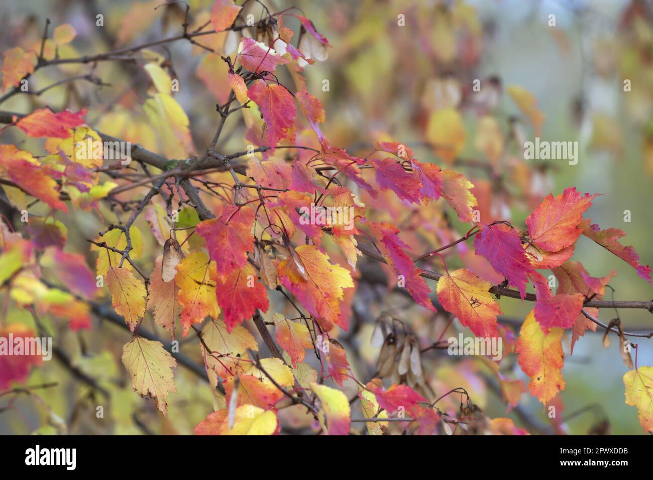 Foliage in autumn colors hi-res stock photography and images - Alamy