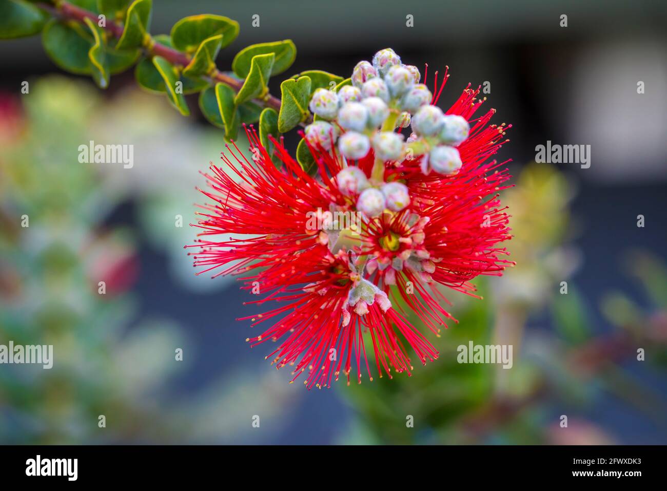 Ohia, Lehua, Flower, Hawaii Stock Photo - Alamy