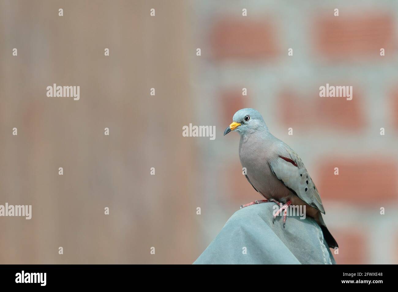 Croaking Ground-Dove (Columbina cruziana), a beautiful specimen of ...