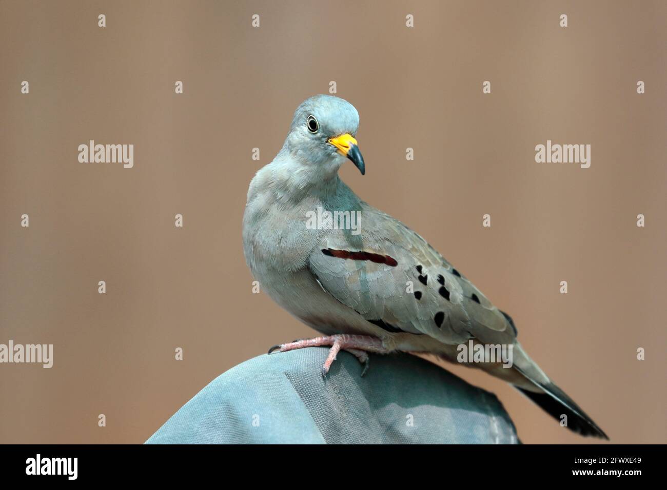 Croaking Ground-Dove (Columbina cruziana), a beautiful specimen of ...