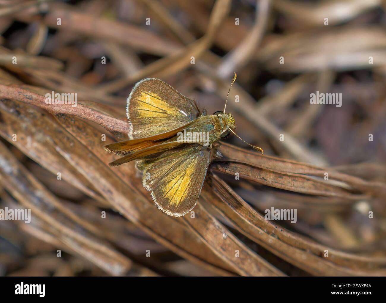 Native florida butterfly hi-res stock photography and images - Alamy
