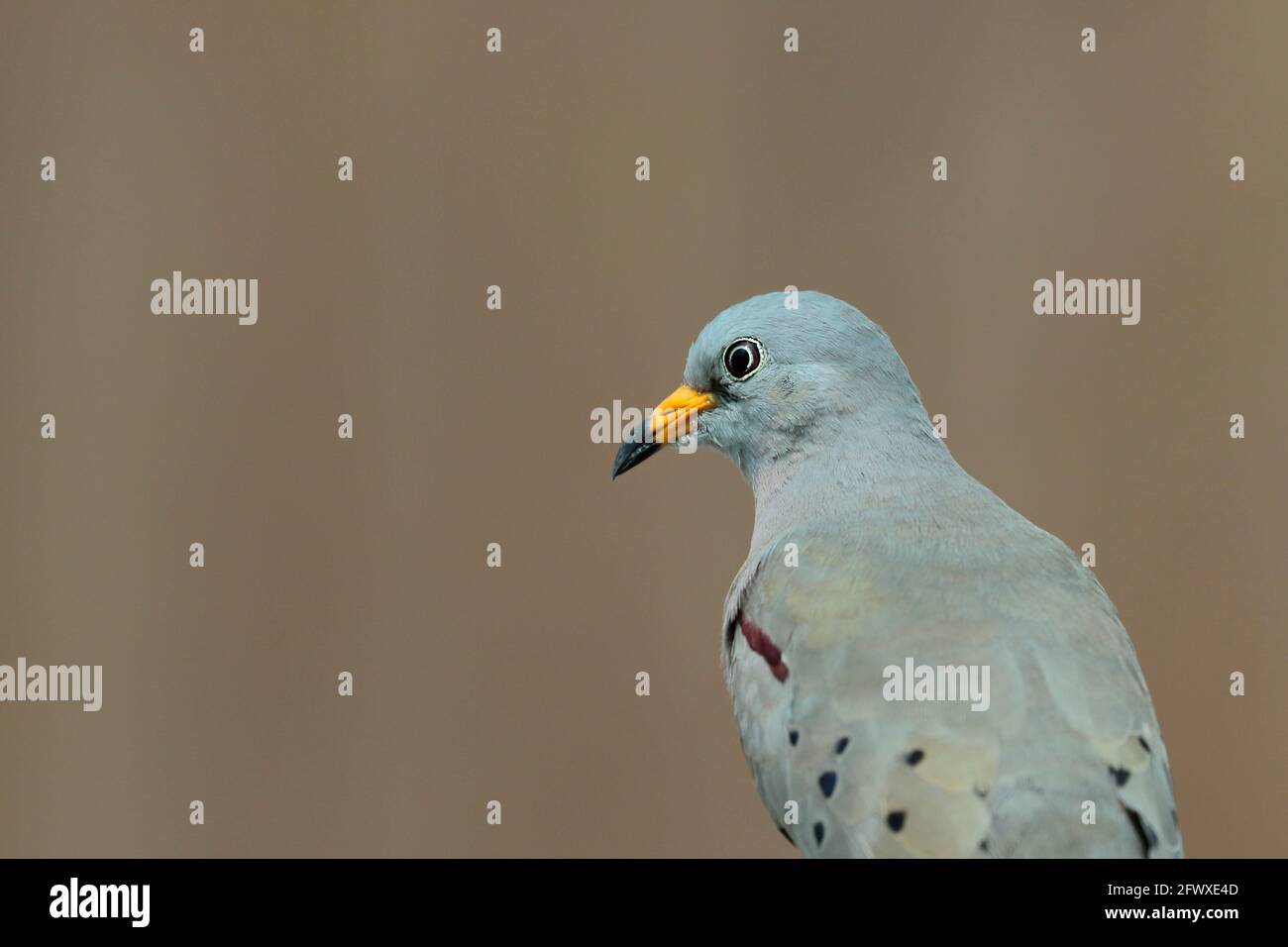 Croaking Ground-Dove (Columbina cruziana), a beautiful specimen of ...