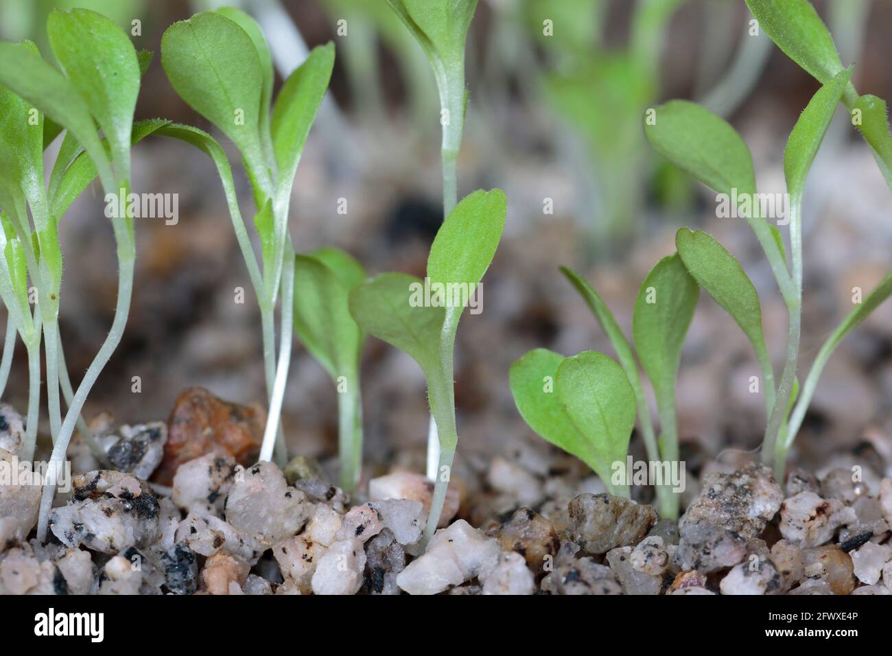 Lettuce (Lactuca sativa) beautiful lettuce cotyledons after germination ...