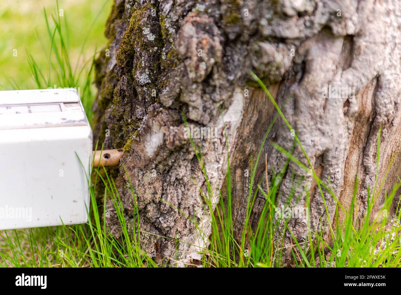 Checking wood for rotten areas. A special device for analyzing the tree ...