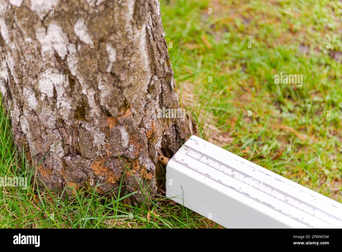 Checking wood for rotten areas. A special device for analyzing the tree ...
