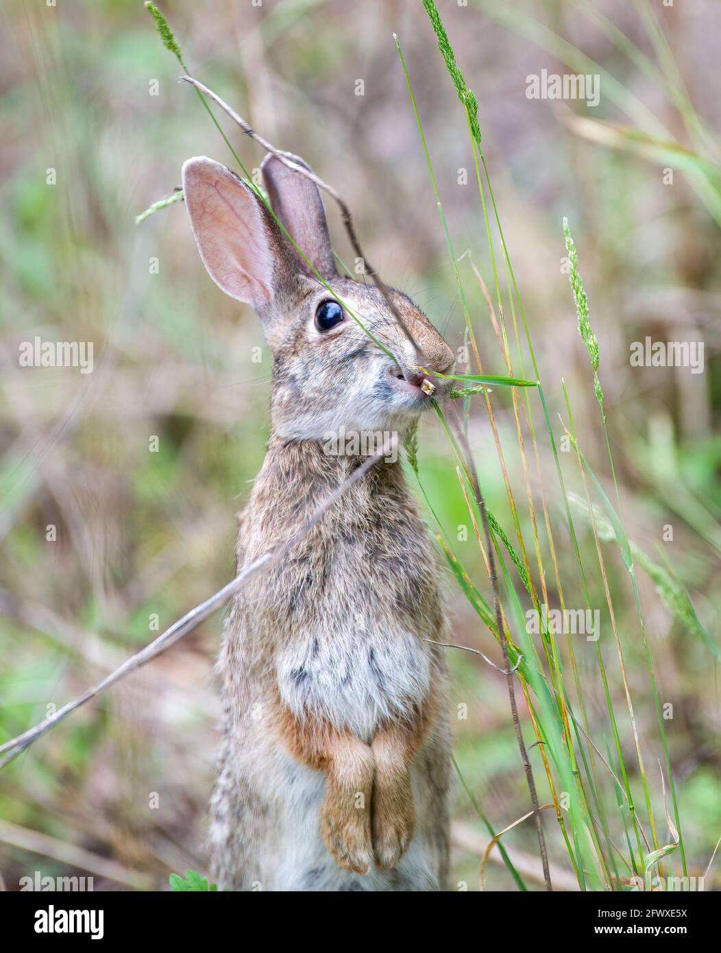 Cleft palate hi-res stock photography and images - Alamy