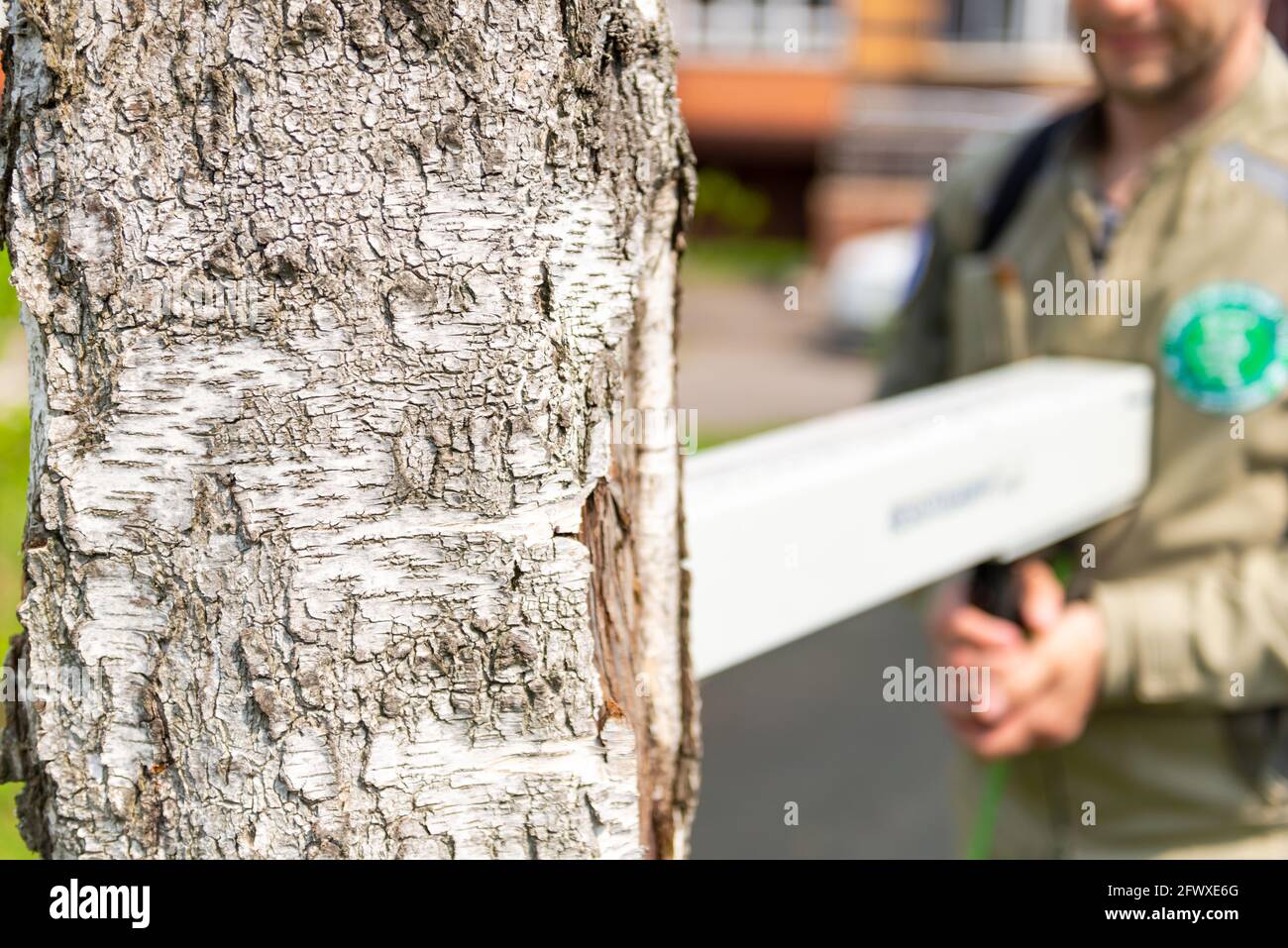 Checking wood for rotten areas. A special device for analyzing the tree ...