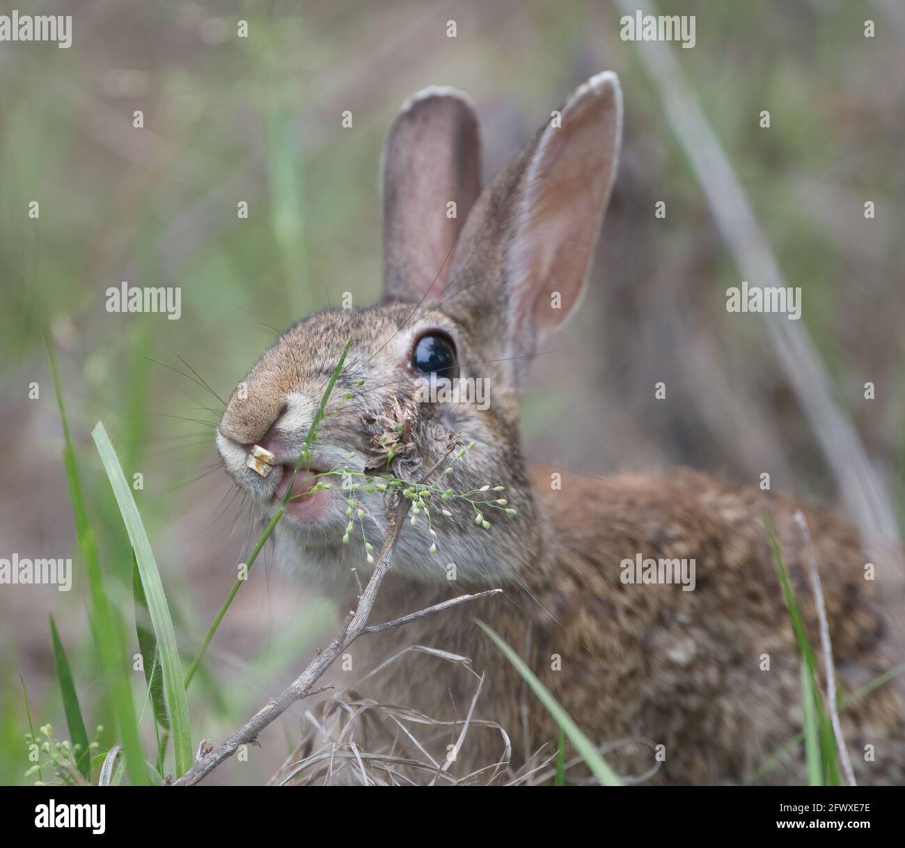 Cleft palate hi-res stock photography and images - Alamy
