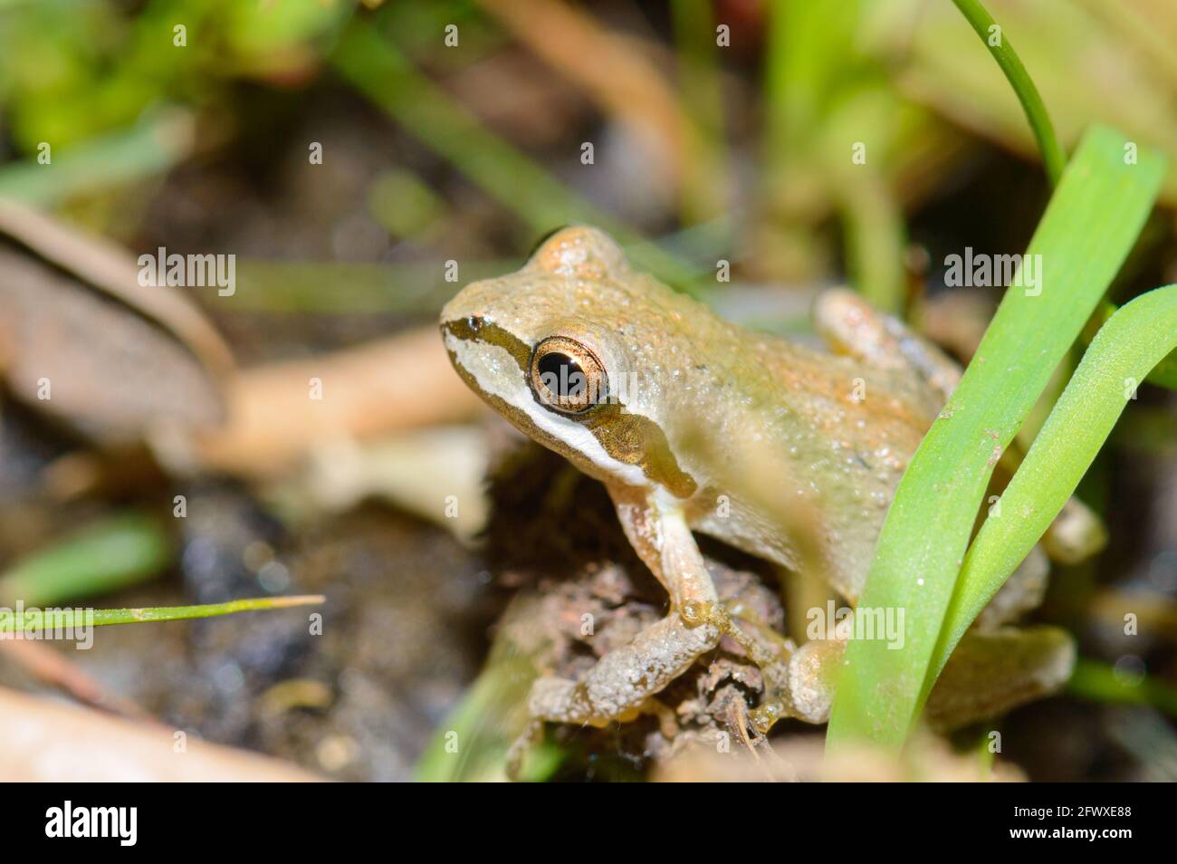 Baja tree frog hi-res stock photography and images - Alamy
