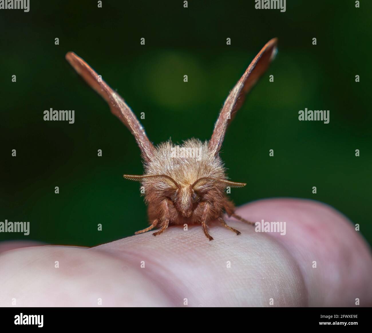 Fuzzy moth close up hi-res stock photography and images - Alamy