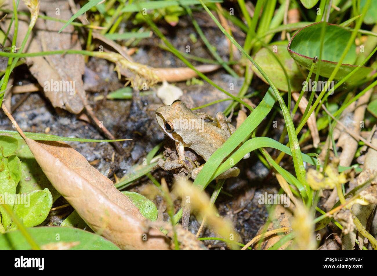 Pacific Tree Frog In Baja California Oasis Stock Photo - Alamy