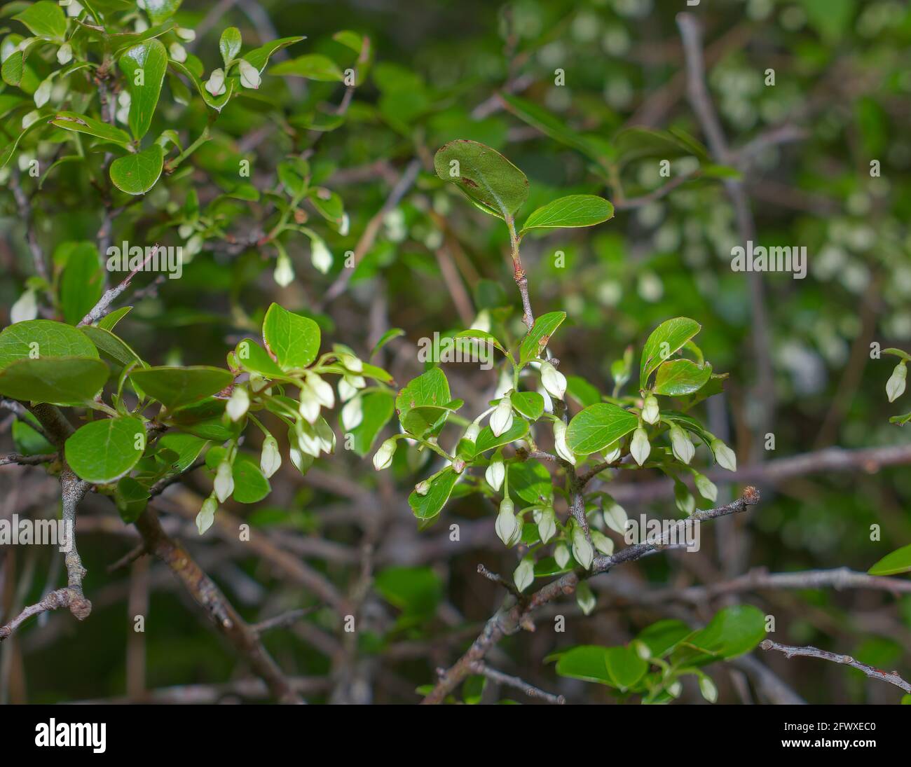 Hurtle berry hi-res stock photography and images - Alamy