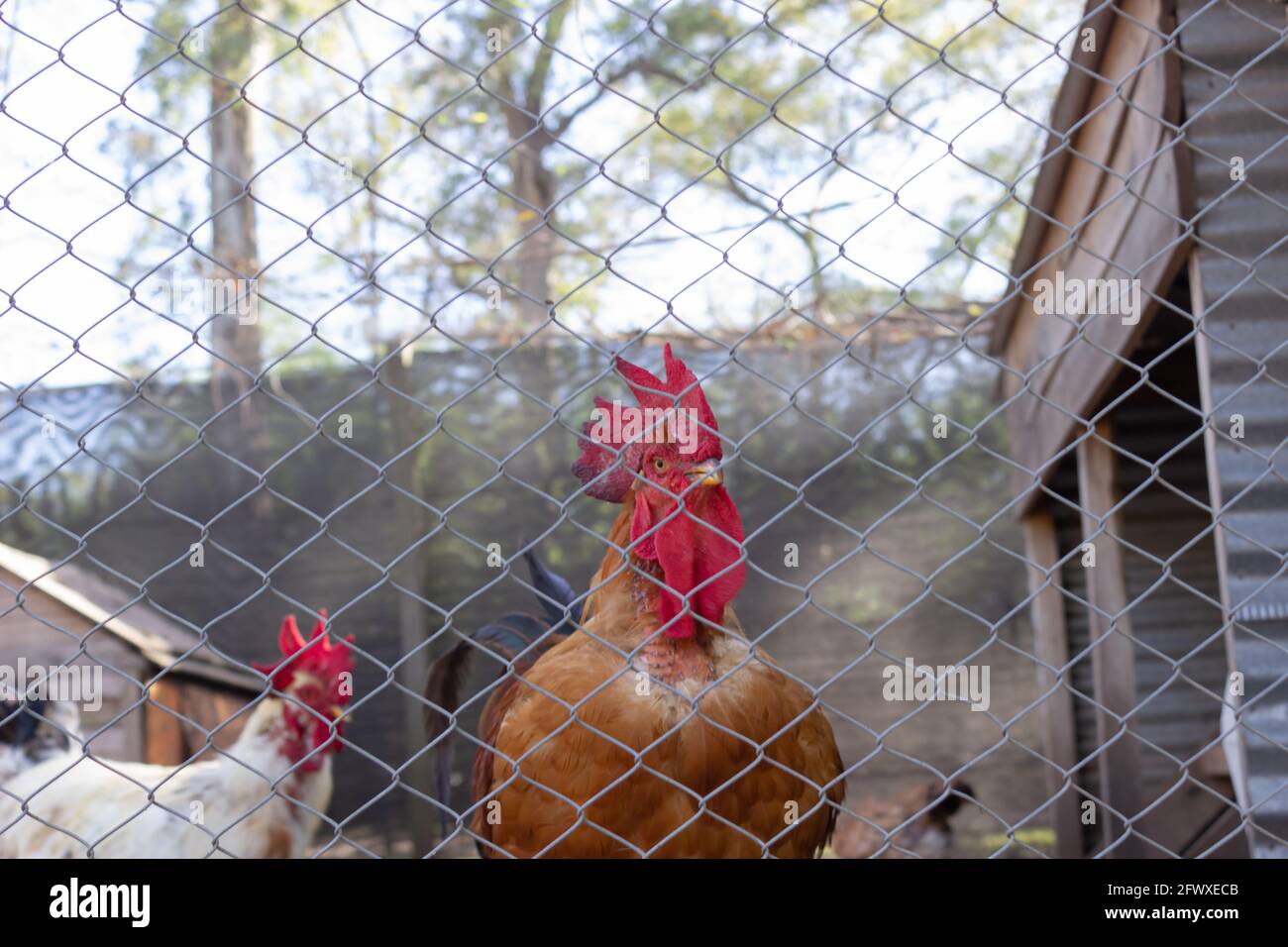Red rooster in the farm Stock Photo - Alamy