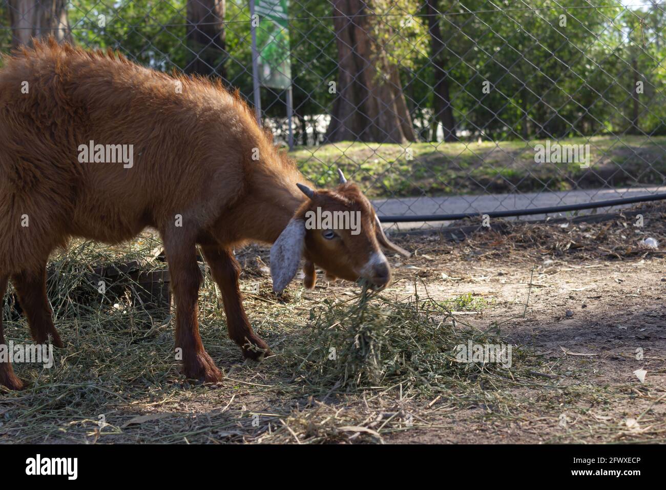 Brown goat eating in the farm Stock Photo - Alamy