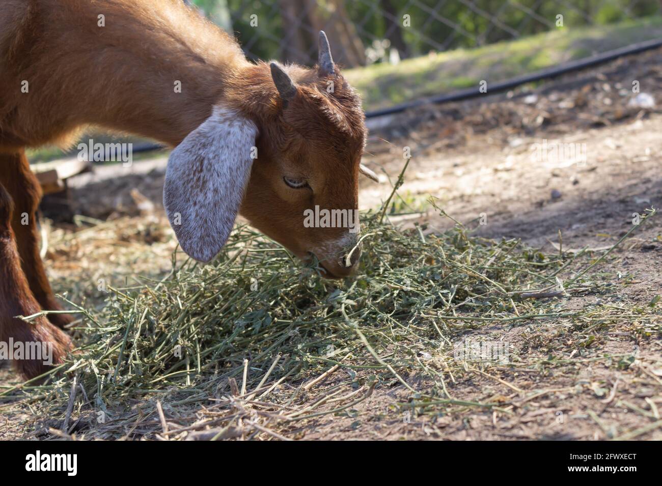 Brown goat eating in the farm Stock Photo - Alamy