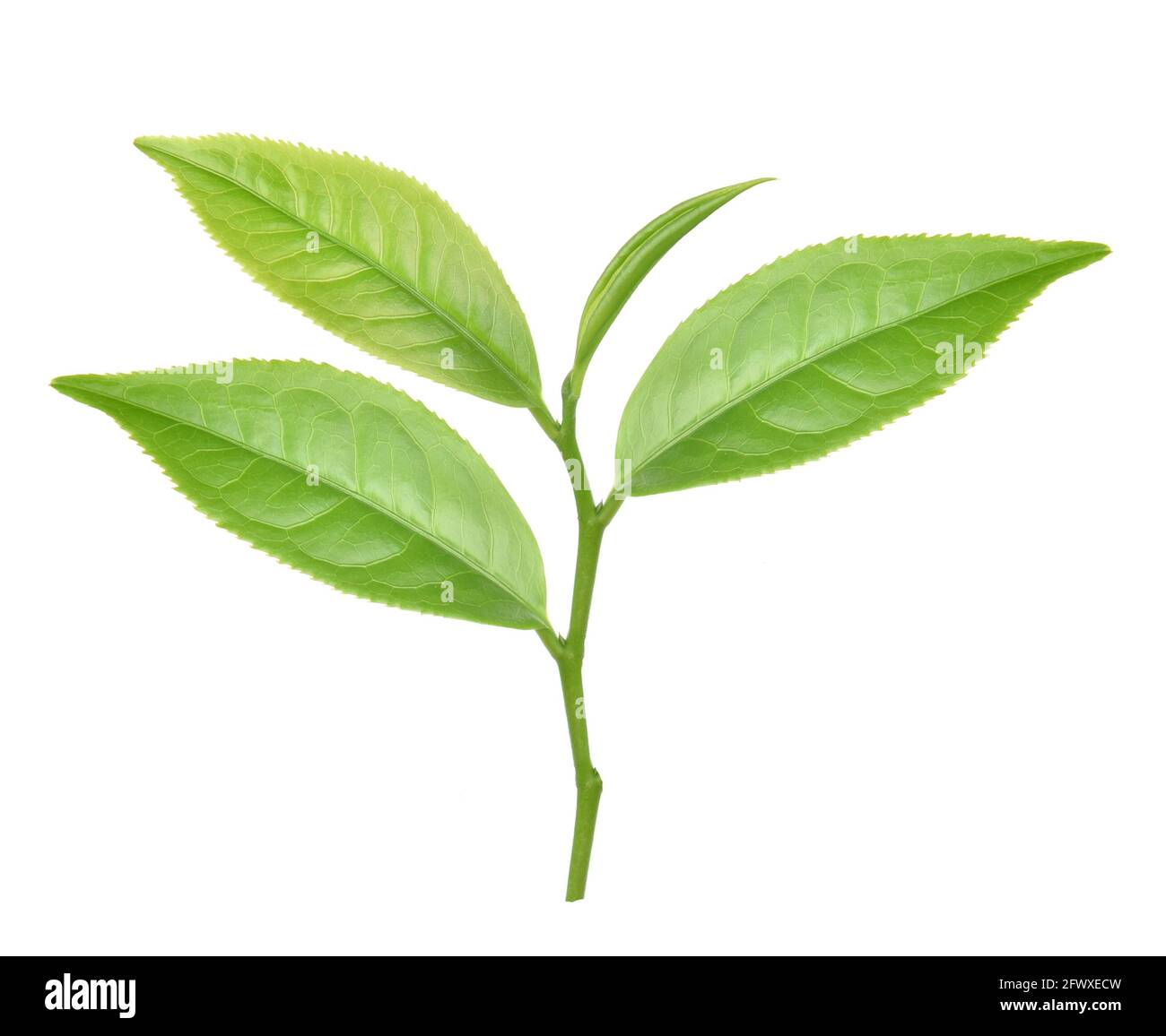 Green tea leaf isolated on white background Stock Photo - Alamy