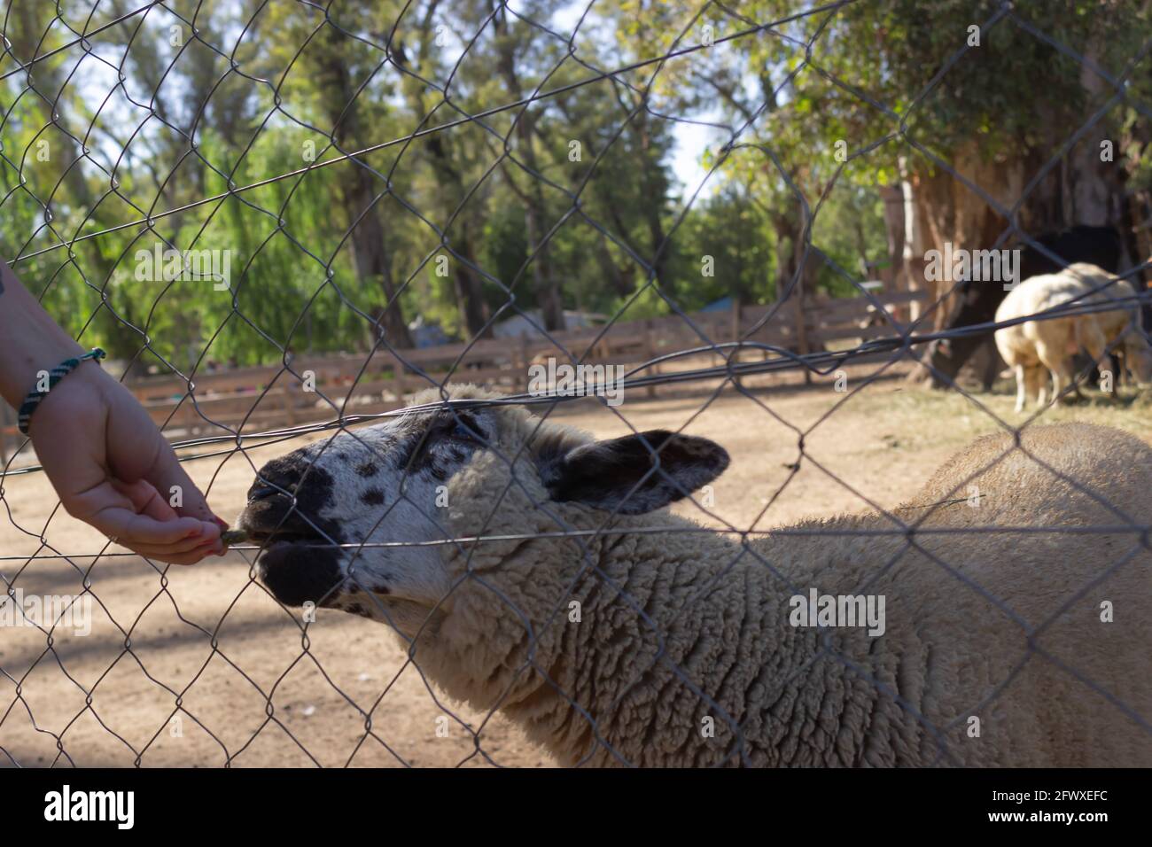 Person feeding a white sheep in the farm Stock Photo - Alamy