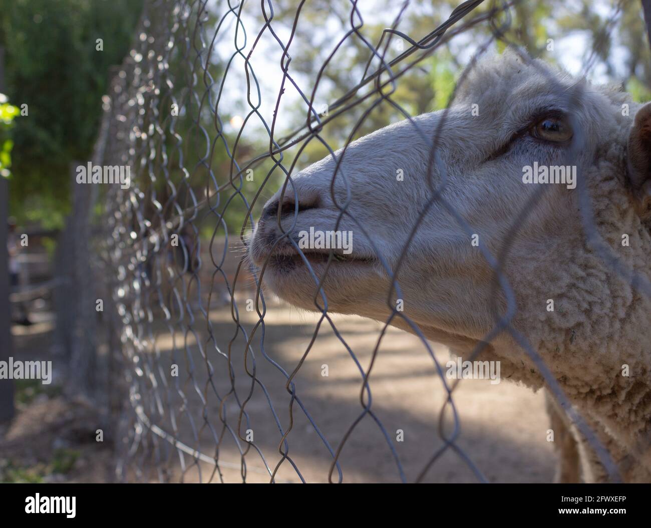 White sheep in the farm Stock Photo - Alamy