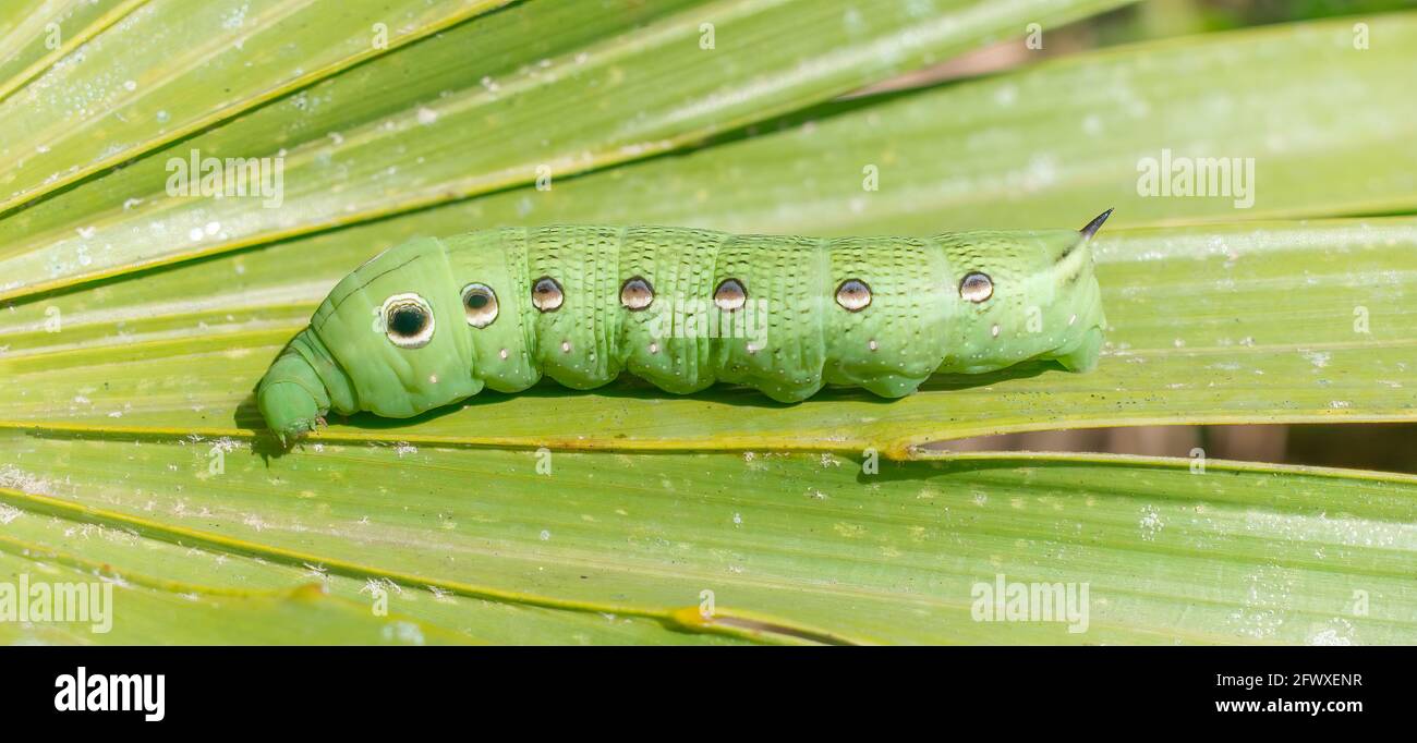 Tersa sphinx moth hi-res stock photography and images - Alamy
