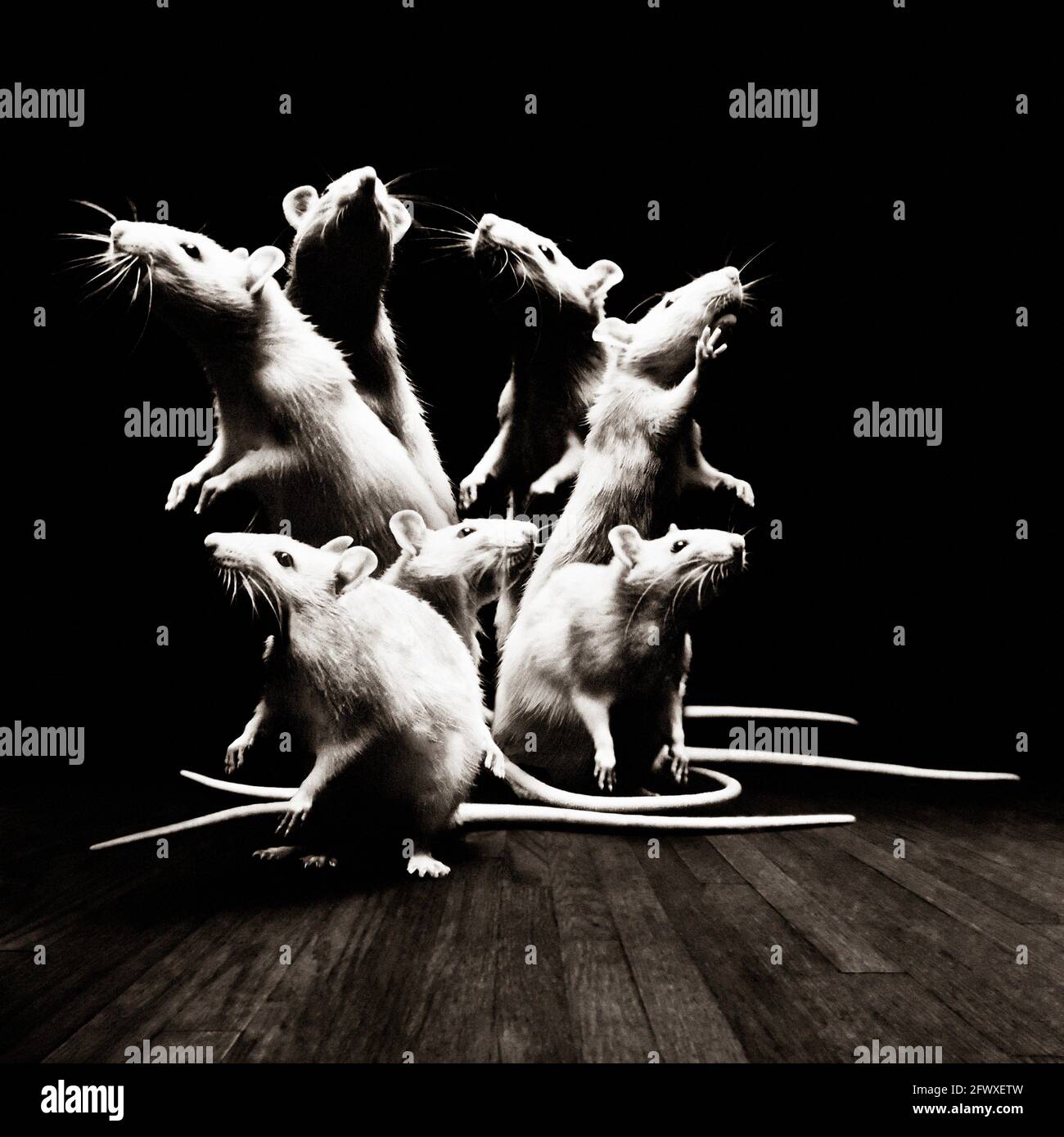 Dancing Rats Stock Photo - Alamy