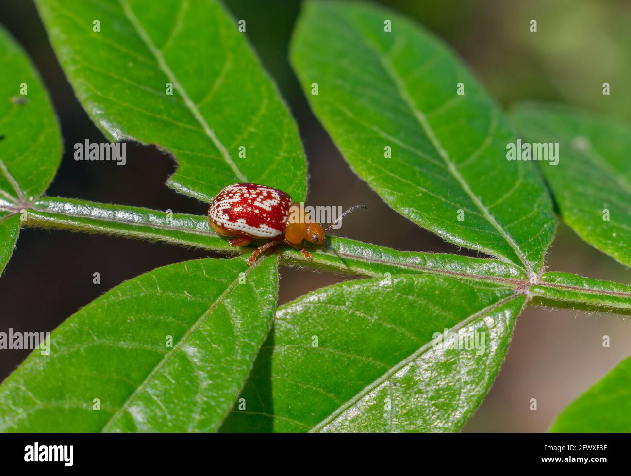 Sumac flea beetle hi-res stock photography and images - Alamy