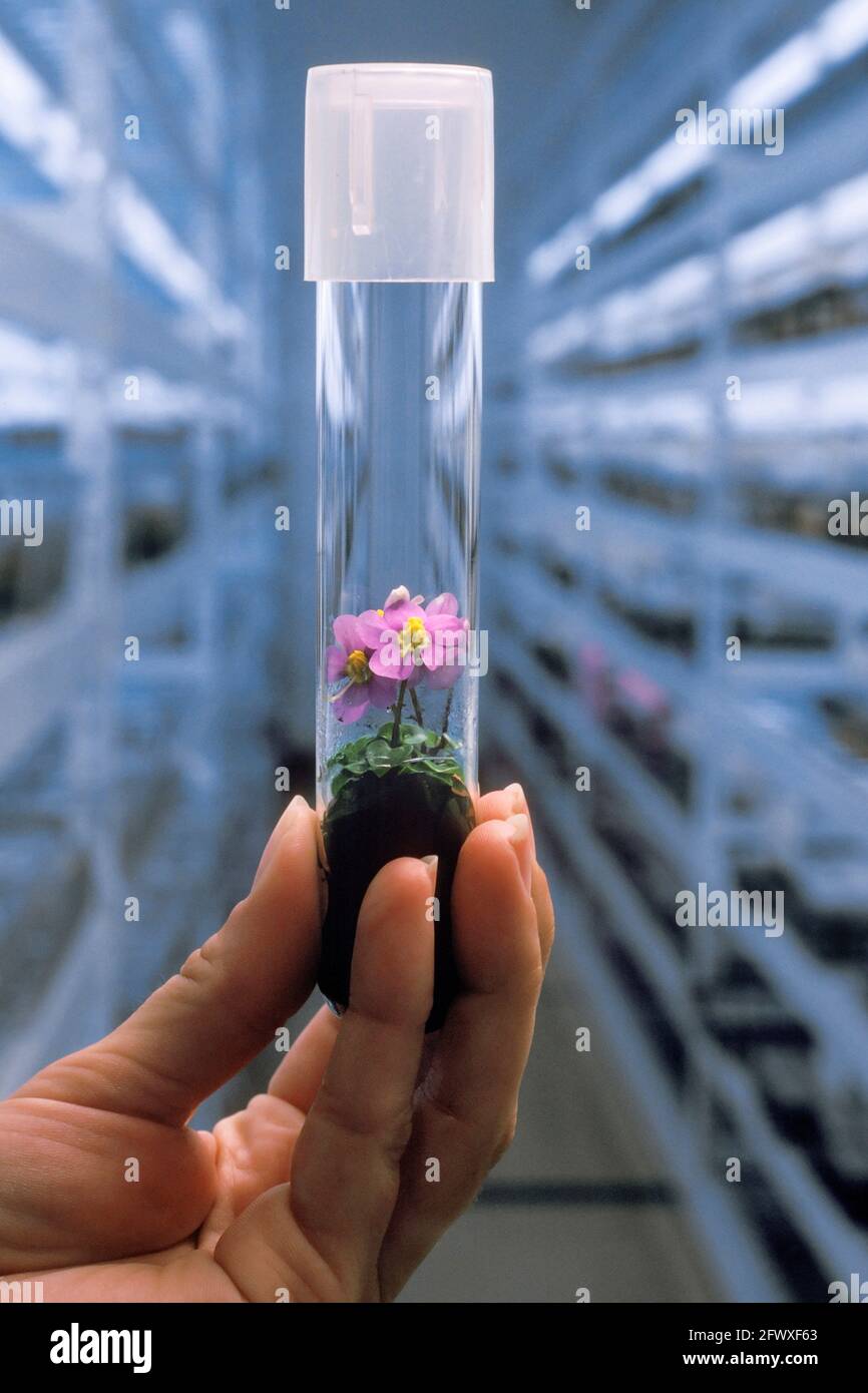 Test tube flower hand hi-res stock photography and images - Alamy