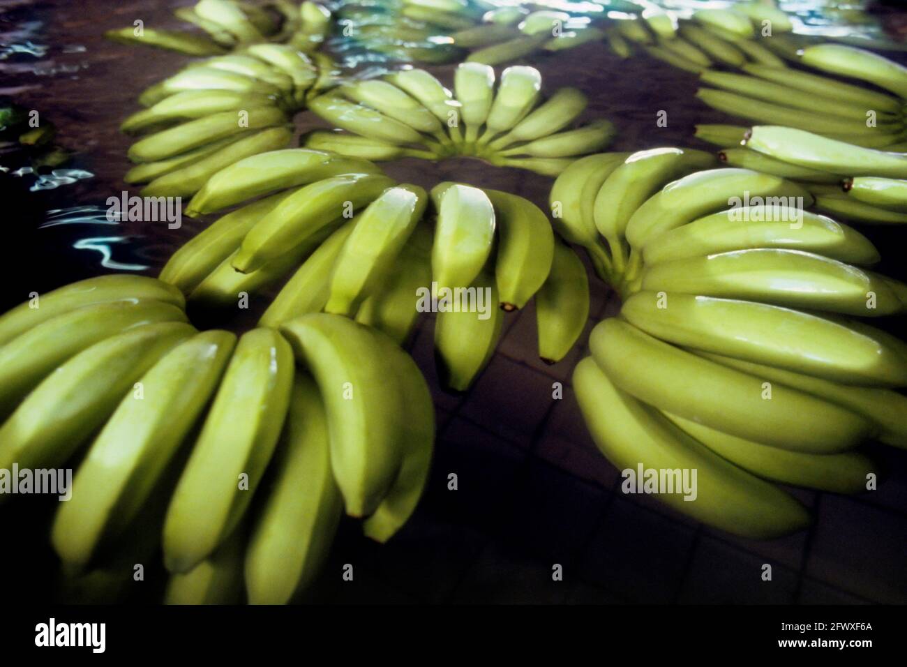 Bananas Floating in Water Stock Photo - Alamy