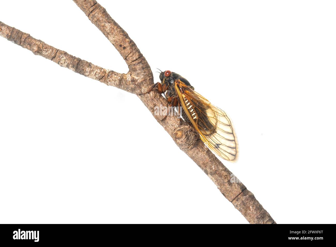 Brood X 17-year adult periodical cicada on a branch isolated on white ...