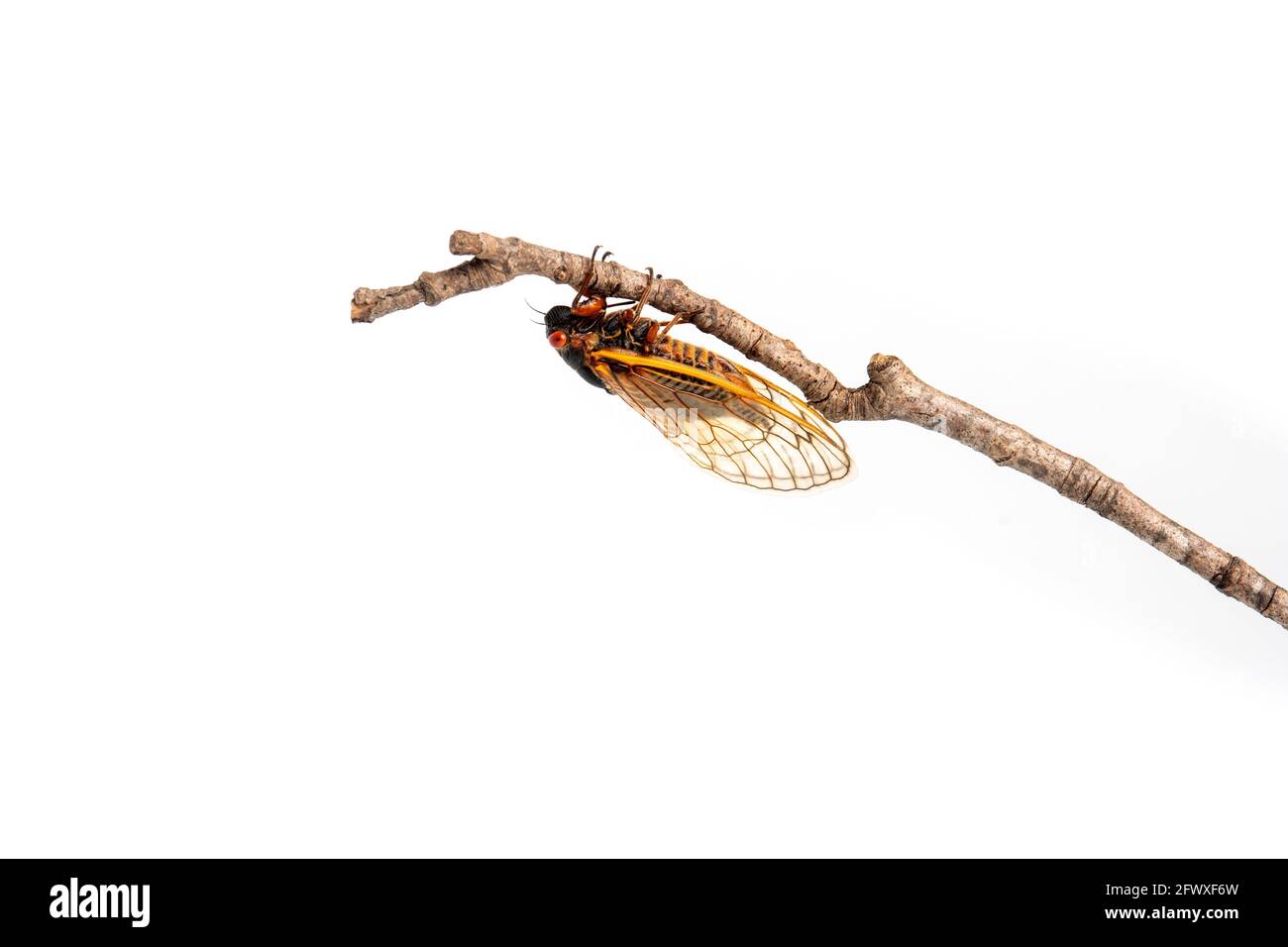 Brood X 17-year adult periodical cicada on a branch isolated on white ...