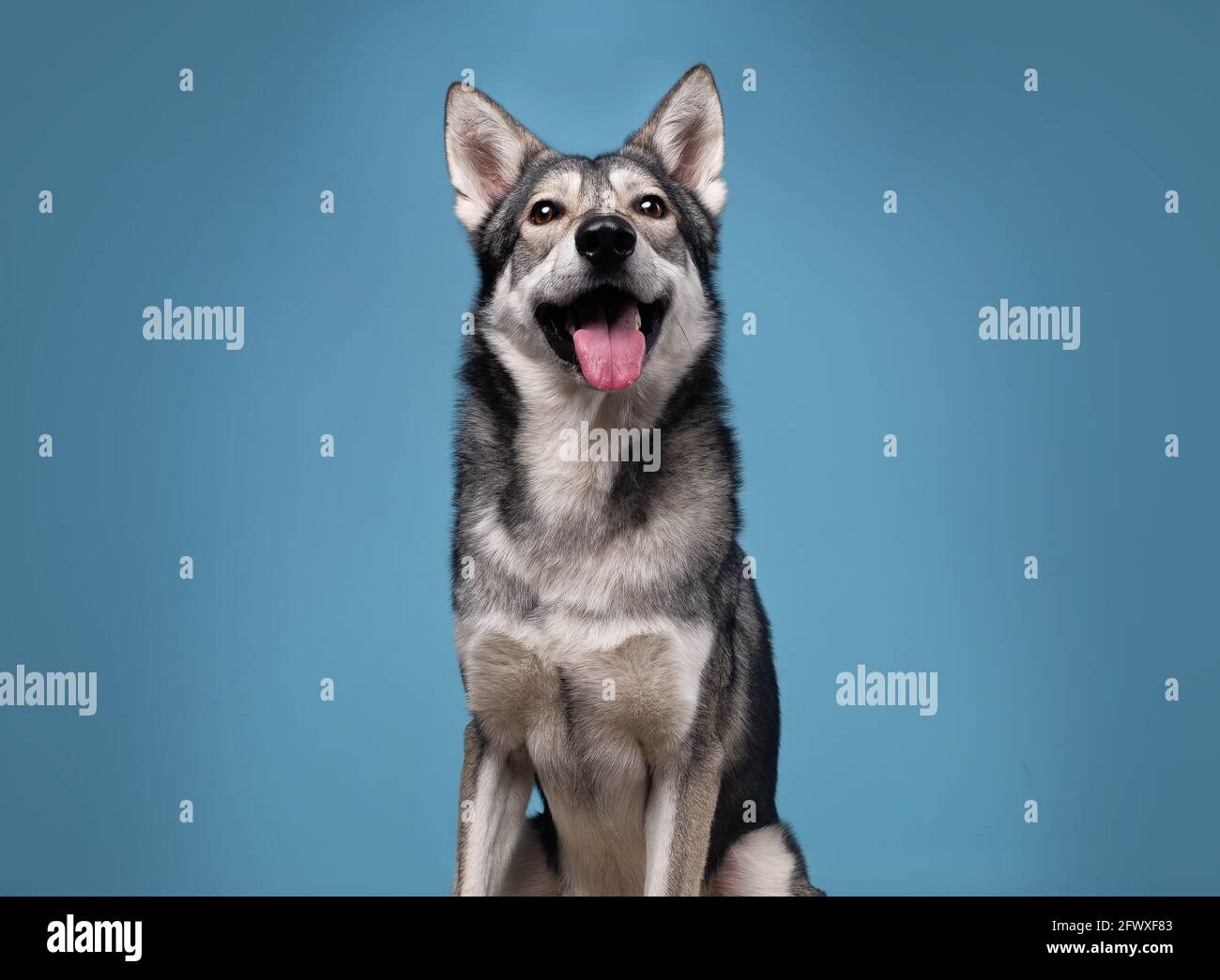 Saarloos wolfhound dog breed hi-res stock photography and images - Alamy