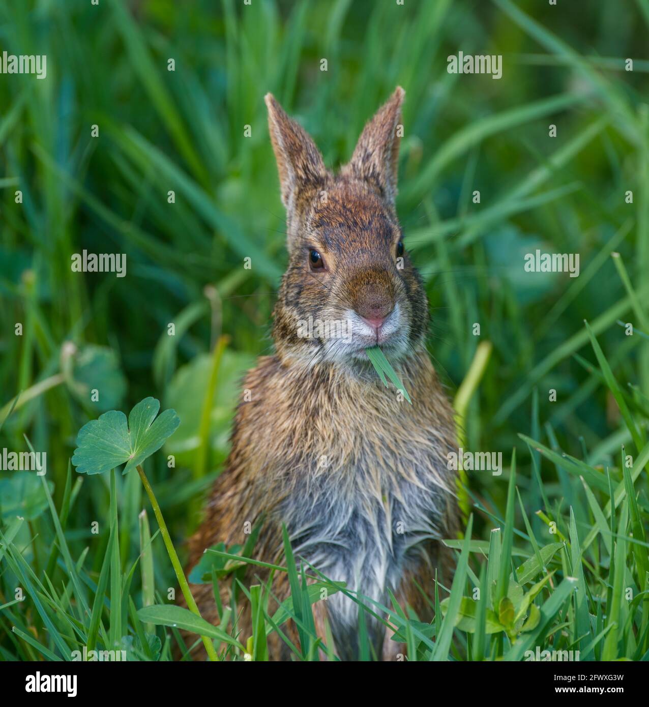 Marsh rabbit sylvilagus palustris florida hi-res stock photography and ...