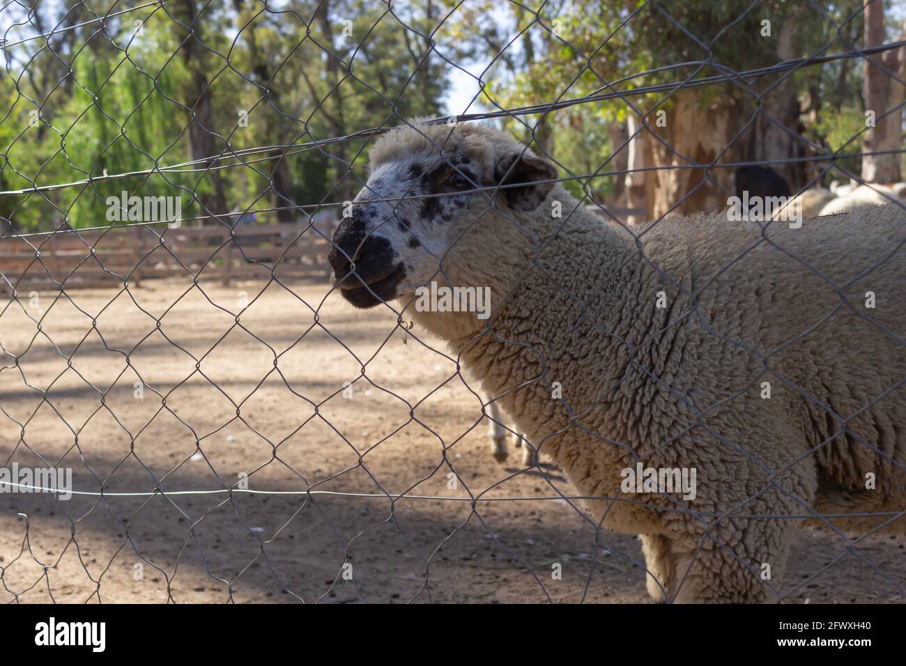 White sheep in the farm Stock Photo - Alamy