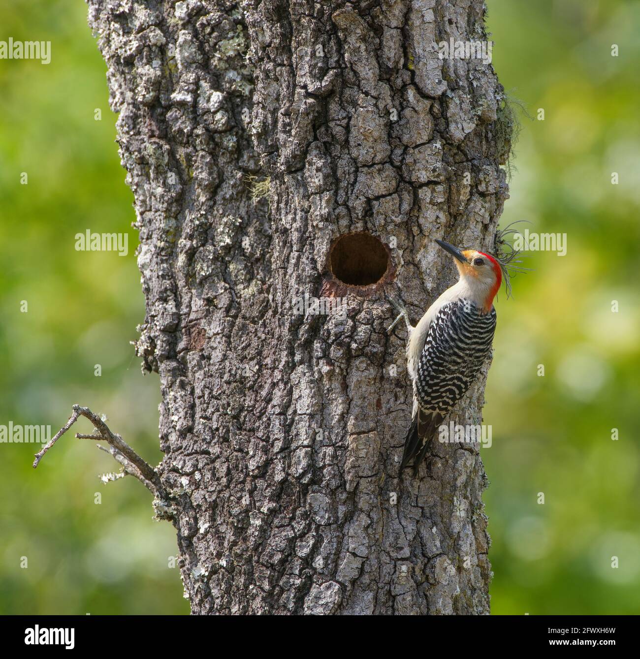 Baby red oak hi-res stock photography and images - Alamy