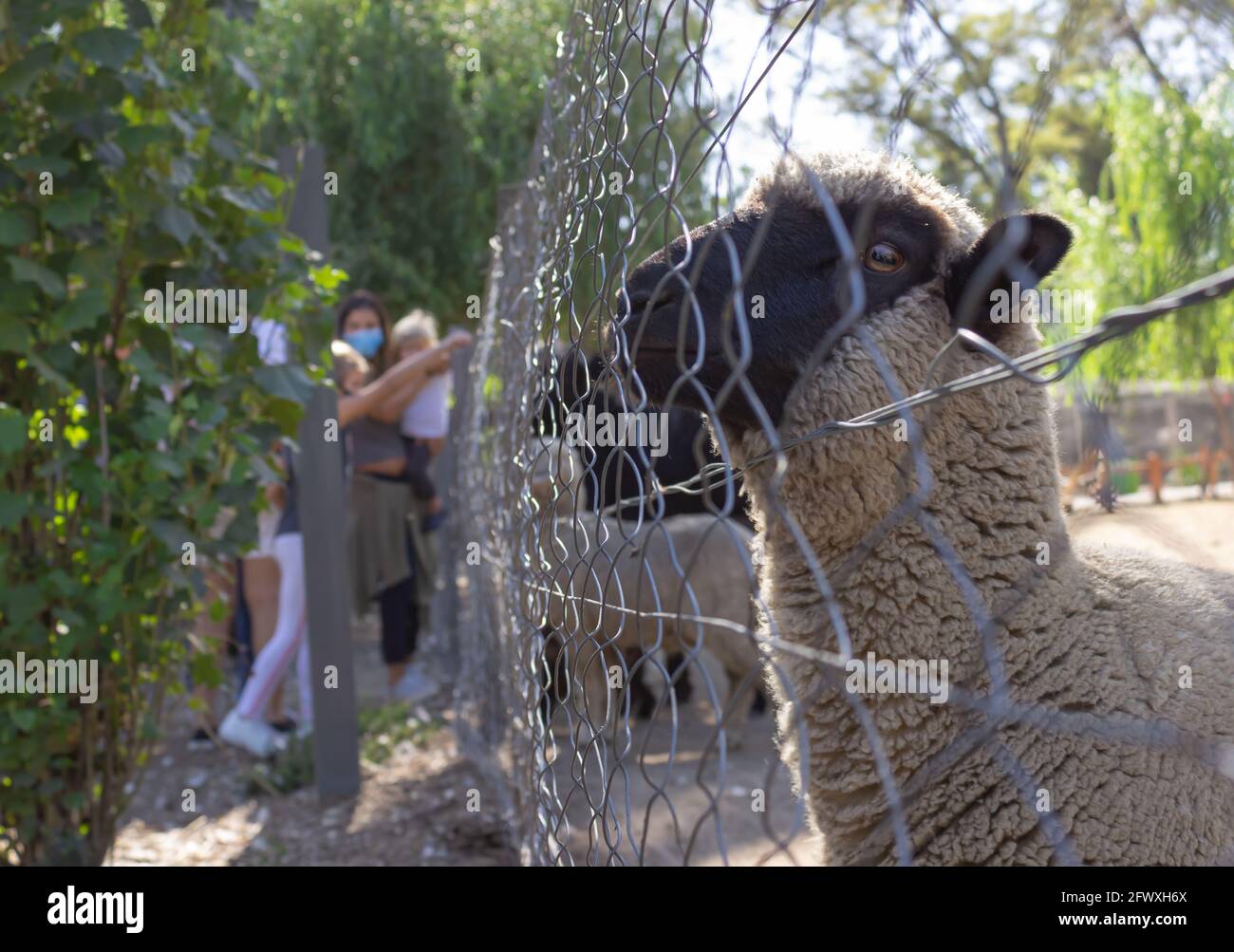 Sheep corral hi-res stock photography and images - Alamy