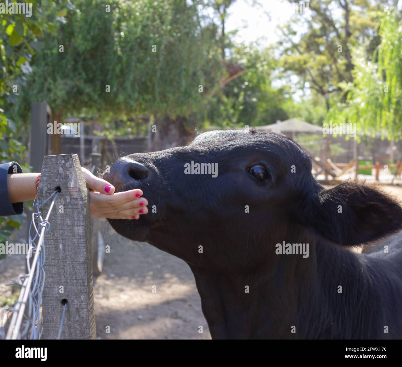 Black people zoo hi-res stock photography and images - Alamy