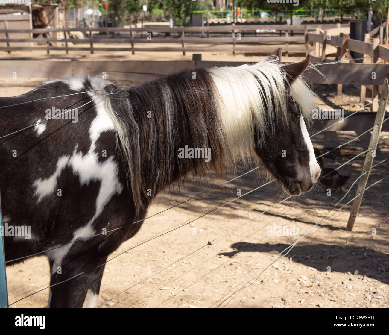 Animal Rural Countryside Horse High Resolution Stock Photography and ...