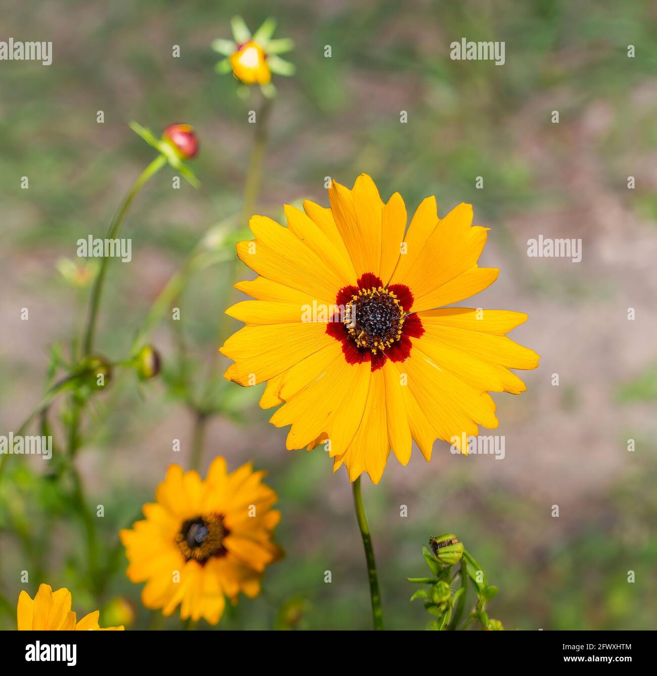 Calliopsis Tinctoria High Resolution Stock Photography and Images - Alamy