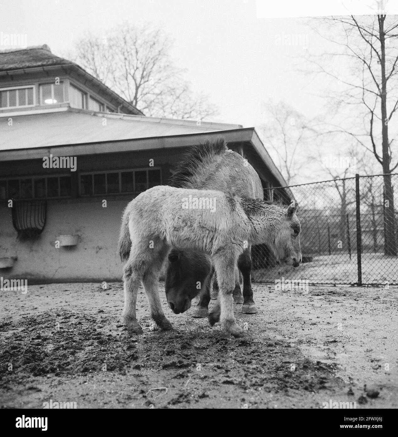 Przewalski horse with young in zoo Artis at Amsterdam, December 17 ...