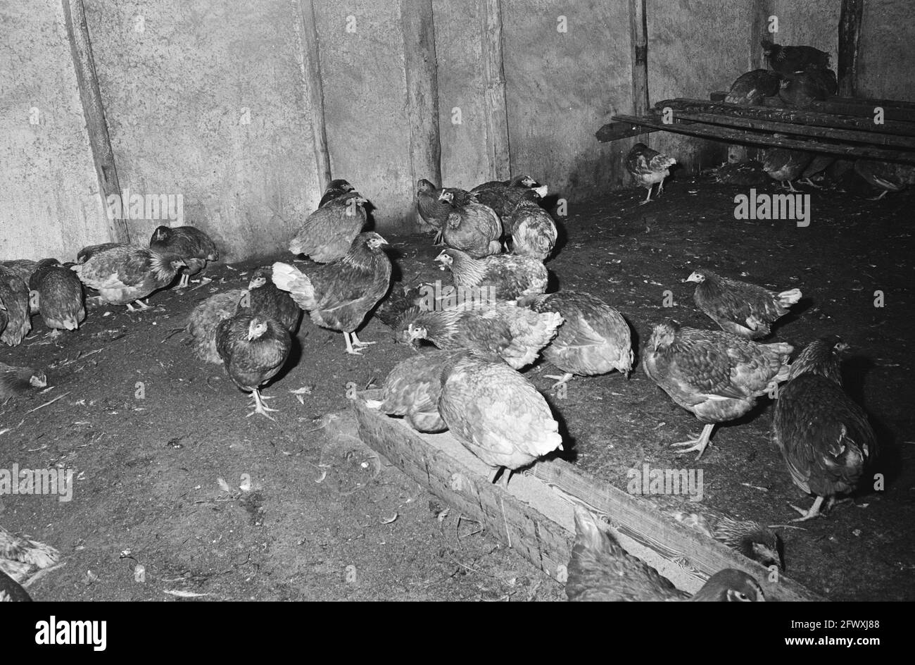 Pseudeo-fowl plague among chickens, Barneveld, January 22, 1971, The ...