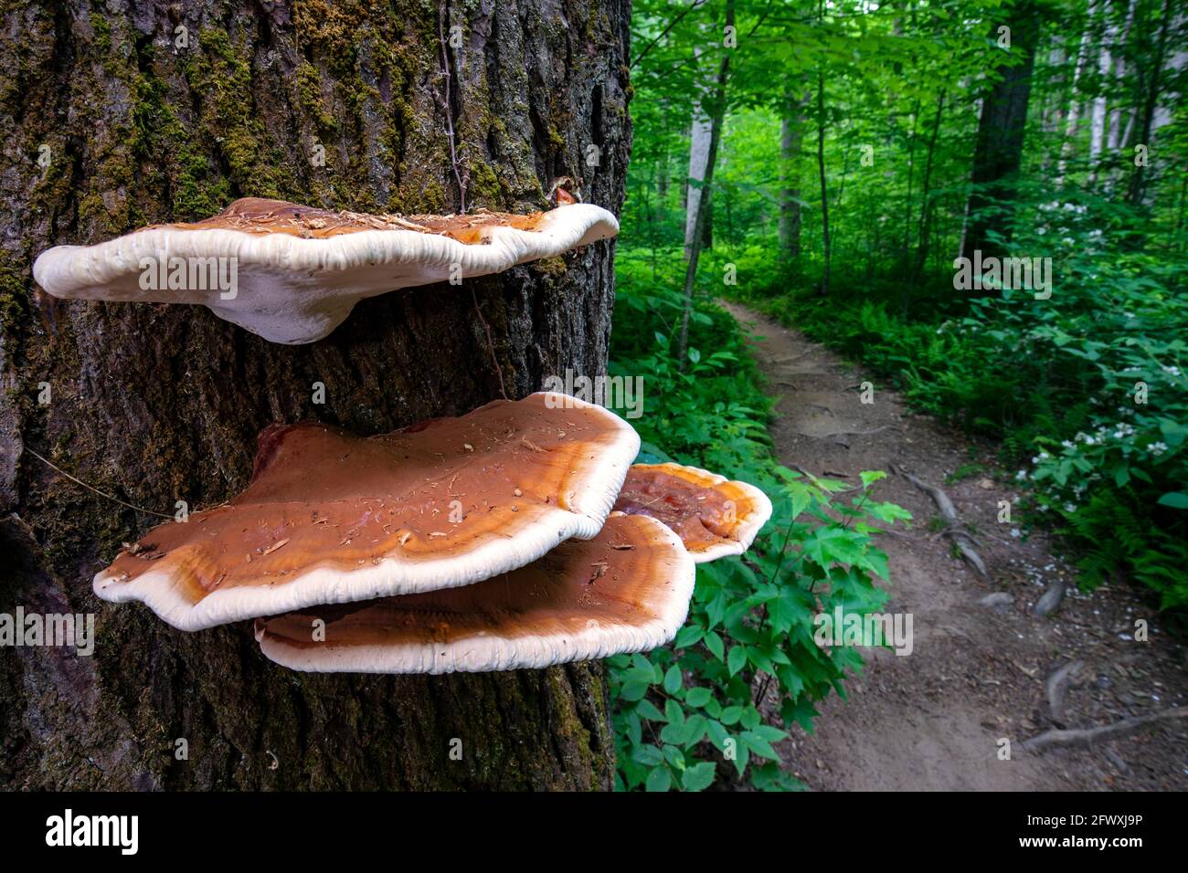 Fungi blue forest hi-res stock photography and images - Alamy